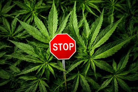 The Most Effective Ways to Detox from Marijuana and THC